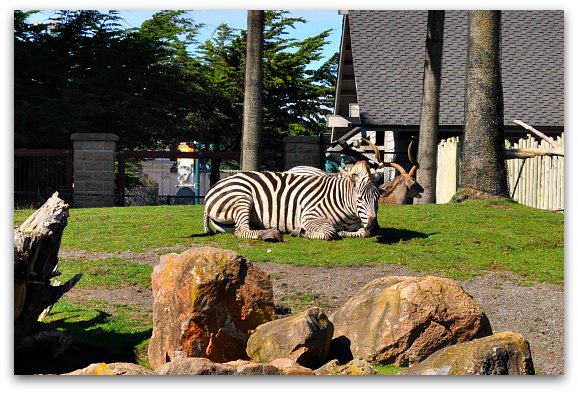 San Francisco Zoo: See the Gorillas, Big Cats & Other Animals