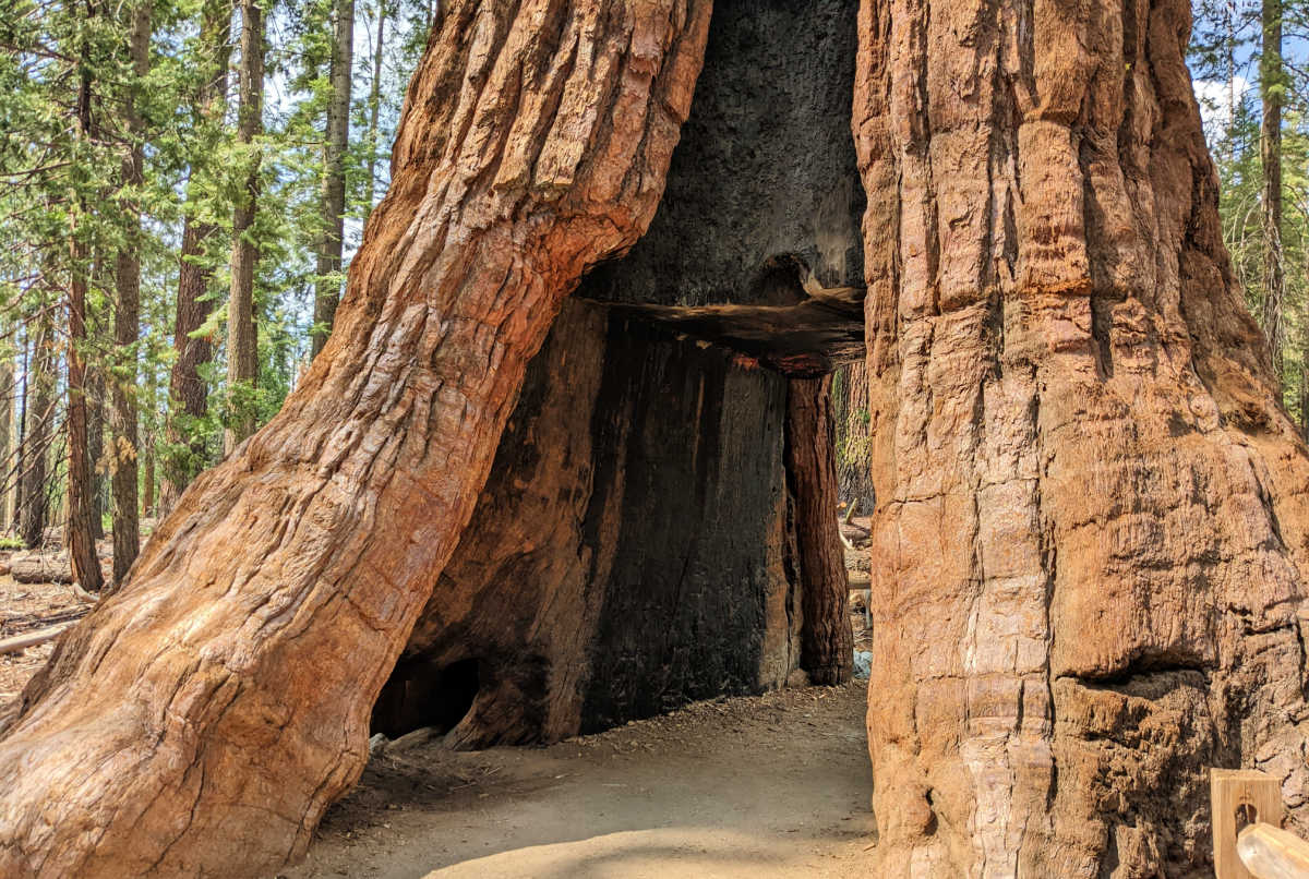 Earth Day Giant Sequoia Trees Redwood Tree Sequoia Tr - vrogue.co Earth Day Giant Sequoia Trees Redwood Tree Sequoia Tr - vrogue.co